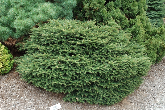 Picea abies 'Nidiformis' (Bird's Nest Spruce) | Nidiformis Bird's Nest ...