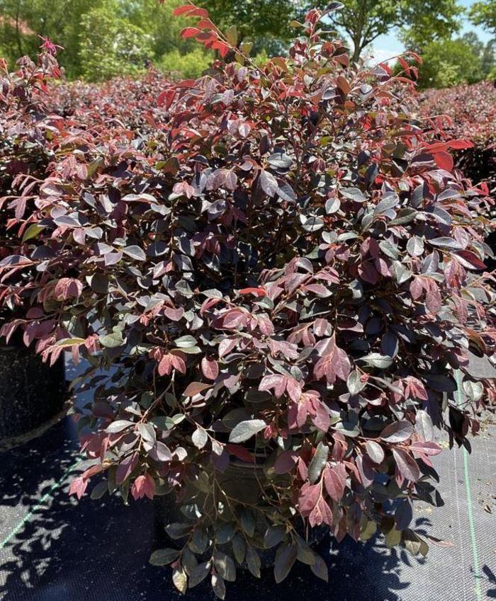 Loropetalum chinense var. rubrum | 'Daruma' Chinese Fringeflower ...