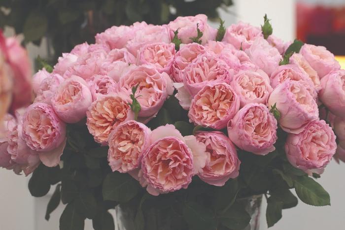 Rosa | 'Princess Charlene de Monaco®' Rose | Milmont Greenhouses
