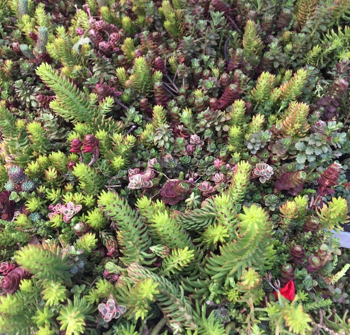 Sedum 'Flaming Carpet' (Stonecrop) | Flaming Carpet Stonecrop | Milmont ...