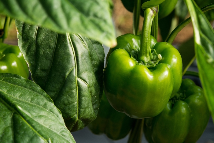 Capsicum annuum 'California Wonder' (Sweet Bell Pepper) | California ...