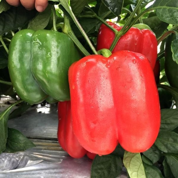 Capsicum annuum 'Red Knight' (Bell Pepper) | Red Knight Bell Pepper ...