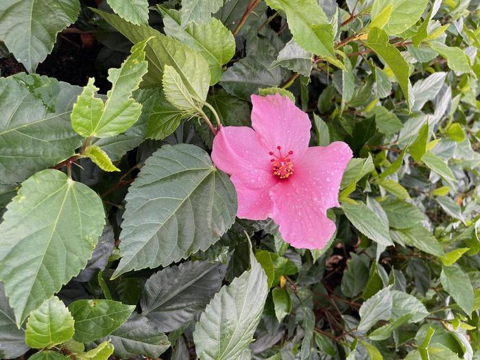 Hibiscus rosa-sinensis | Pink Tropical Hibiscus | Milmont Greenhouses