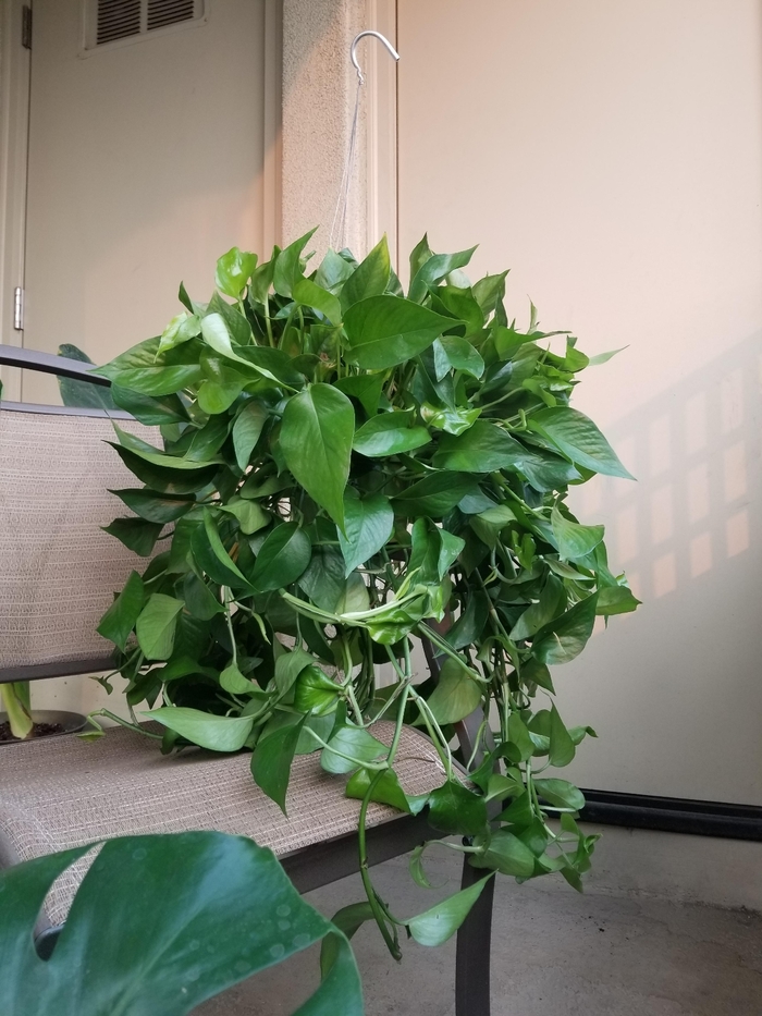 Epipremnum aureum 'Jade' (Jade Pothos) | Jade Jade Pothos | Milmont ...