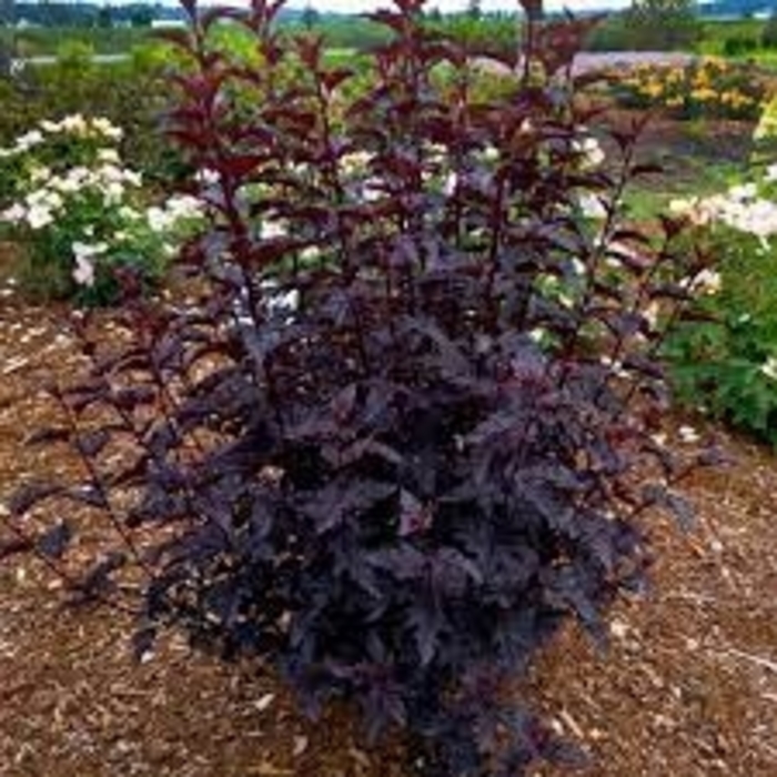 Physocarpus opulifolius | 'Panther®' Ninebark | Milmont Greenhouses