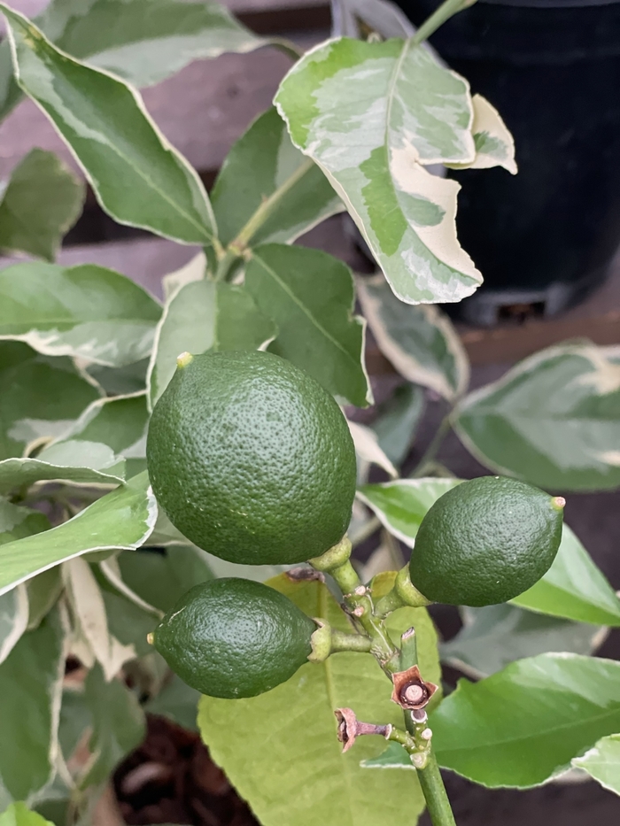 Citrus limon ''Eureka Variegated Pink'' (Lemon) | Eureka Variegated ...