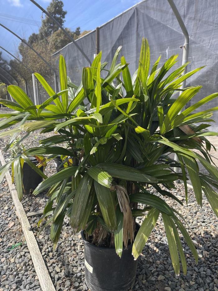 Rhapis excelsa (Lady Palm) | Lady Palm | Milmont Greenhouses