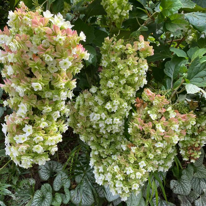 Hydrangea quercifolia | 'Snowcicle' Oakleaf Hydrangea | Milmont Greenhouses