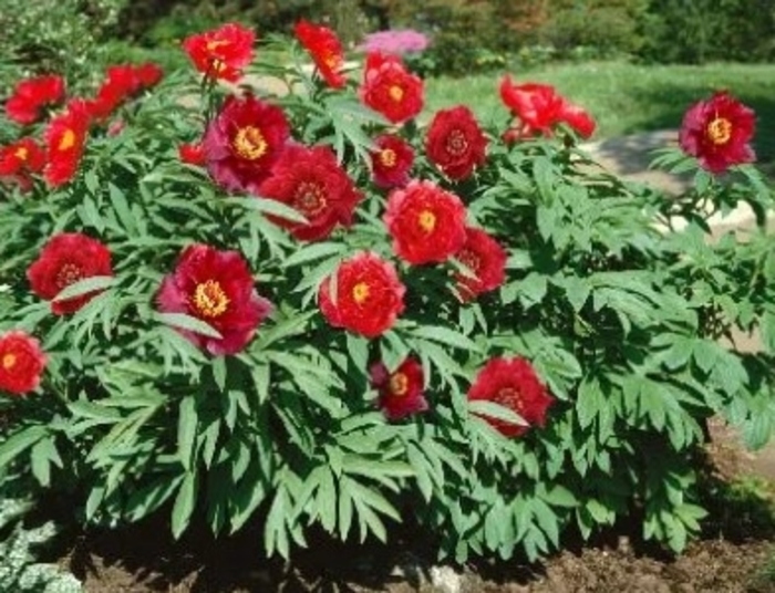 Paeonia 'Scarlet Heaven' (Itoh Peony) | Scarlet Heaven Itoh Peony ...