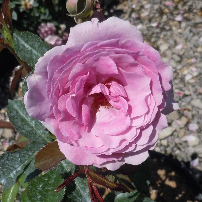 Rosa | 'Violet's Pride™' Rose | Milmont Greenhouses