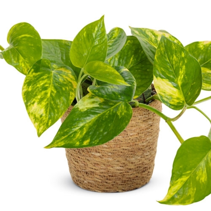 Epipremnum aureum | Assorted Pothos | Milmont Greenhouses