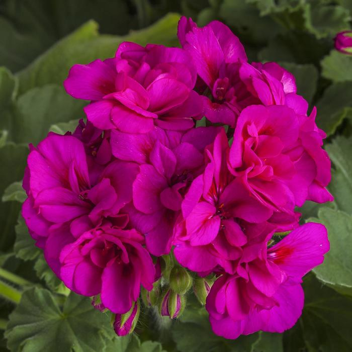 Pelargonium (Interspecific Geranium) | Calliope® Medium Violet ...
