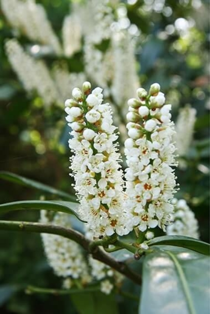 Prunus laurocerasus | 'Otto Luyken' English Cherry Laurel | Milmont ...