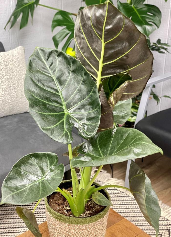 Alocasia | 'Regal Shields' Elephant Ear | Milmont Greenhouses