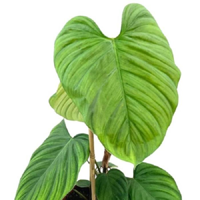 Philodendron | 'Fuzzy Petiole' | Milmont Greenhouses