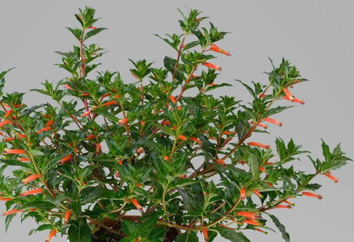 Cuphea ignea | 'Cubano Presidente' Firecracker Plant | Milmont Greenhouses