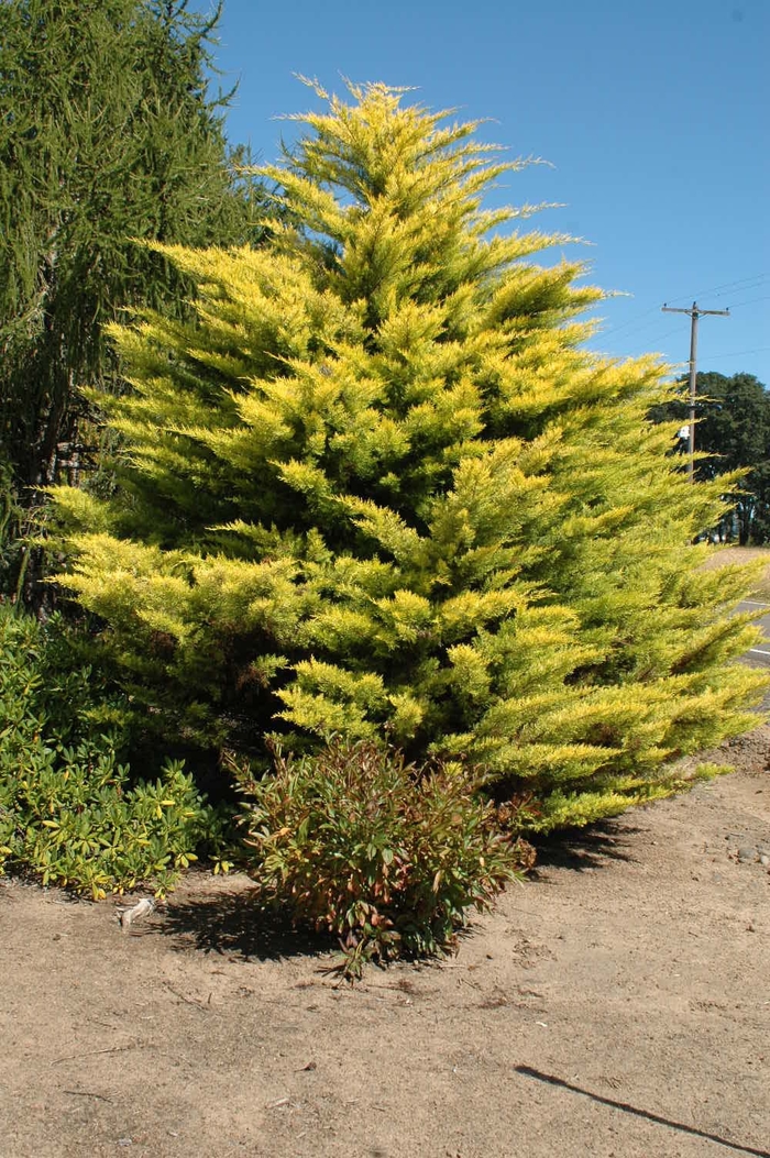 Cupressocyparis leylandii | 'Gold Rider' Leyland Cypress | Milmont ...