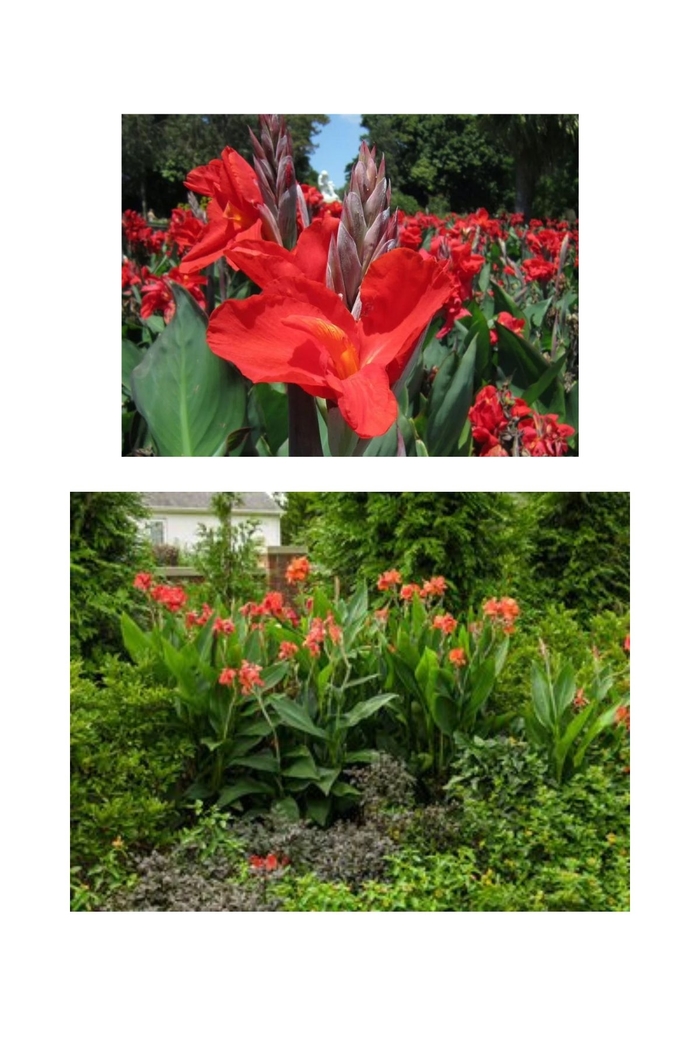 Canna x generalis (Canna Lily) | Cannasol™ 'Happy Isabel®' | Milmont ...