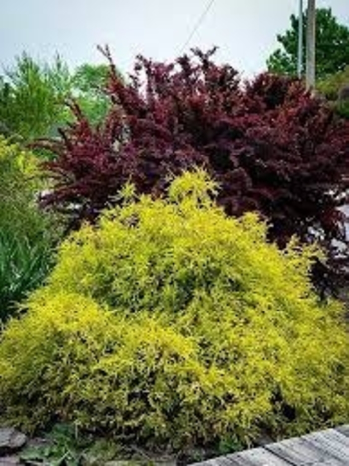 Chamaecyparis pisifera filifera | 'King's gold' Falsecypress | Milmont ...