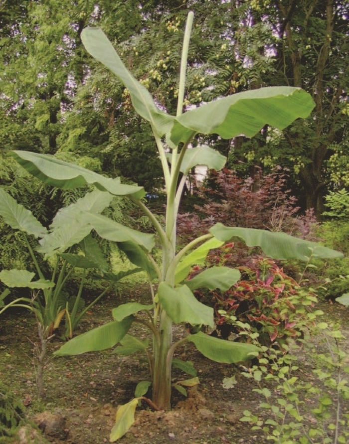 Musa acuminata | 'Ice Cream' Banana | Milmont Greenhouses