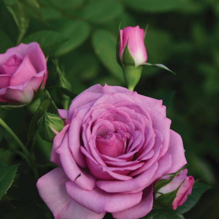 Rosa (Rose) | Veranda® Lavender™ | Milmont Greenhouses
