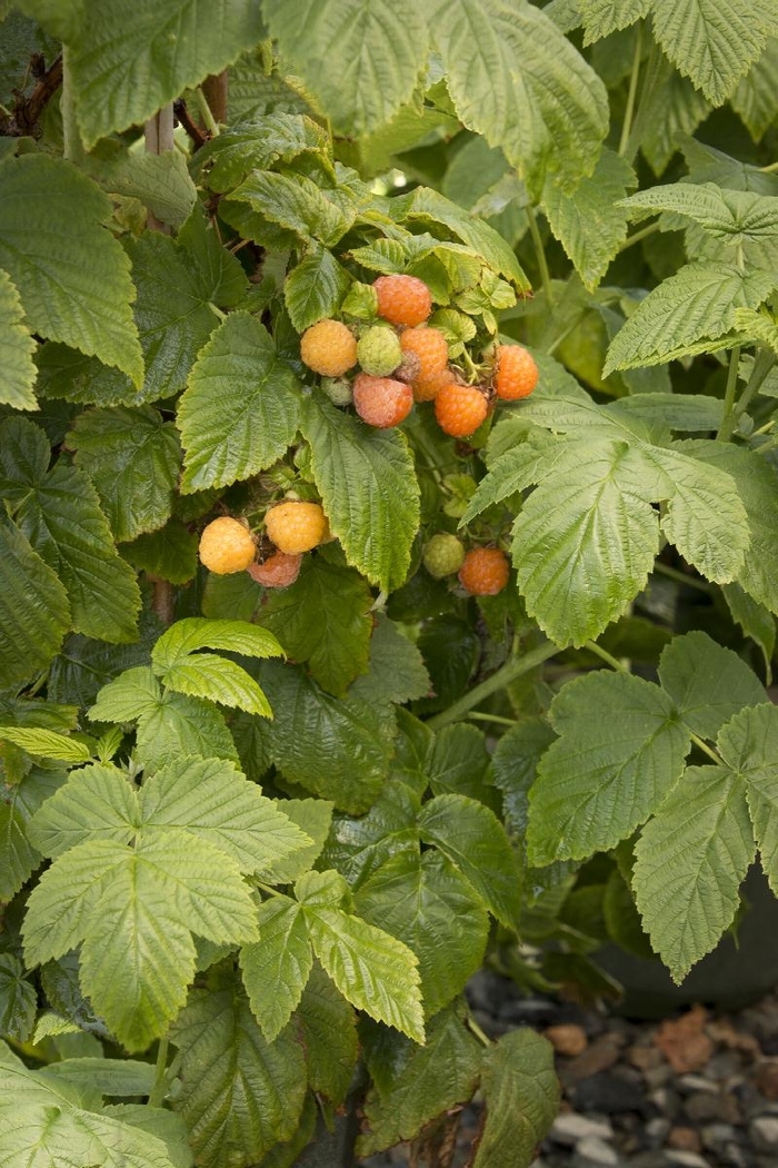 Rubus idaeus var. strigosus | 'Fall Gold' Raspberry | Milmont Greenhouses Rubus idaeus var. strigosus | 'Fall Gold' Raspberry | Milmont Greenhouses
