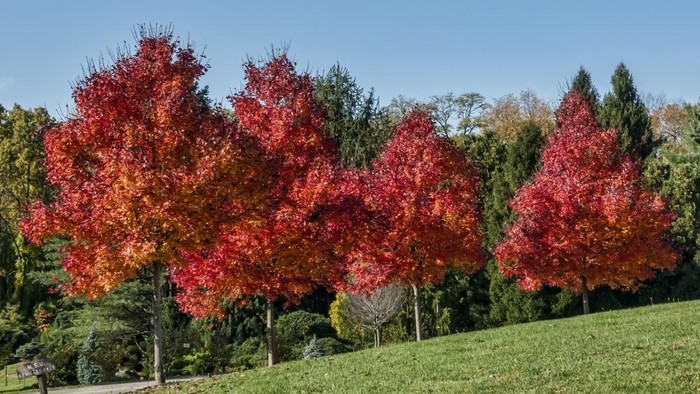 Acer rubrum | Redpointe®' Maple | Milmont Greenhouses